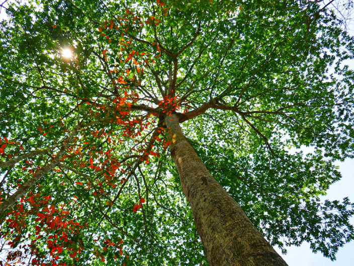 Meet Danzhou's celebrities: century-old trees - Focus on Hainan - hiHainan