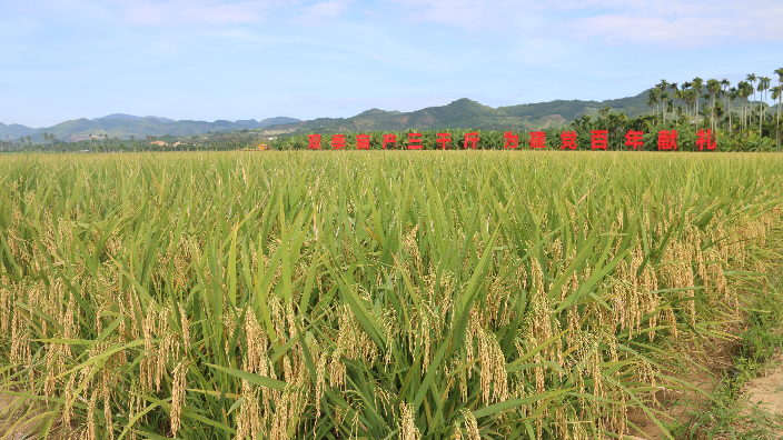 Double-crop rice yield of 1,500 kg accomplished in Hainan! - Focus on ...