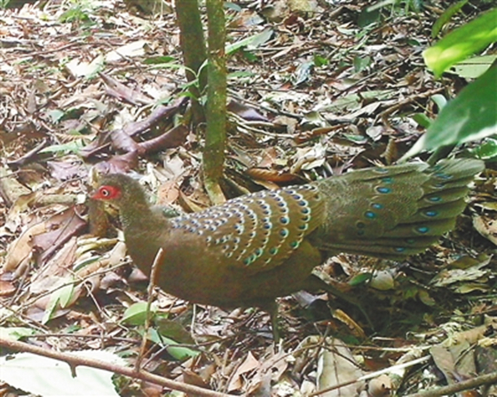 World Wildlife Day: meet amazing creatures on a tropical island ...