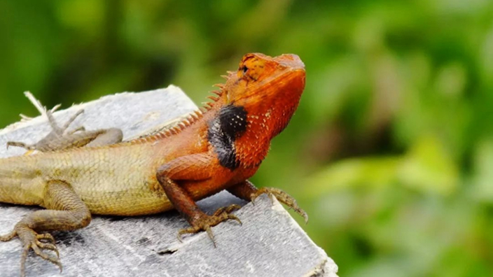 Hainan Designs Cartoon Stickers to Bring Joy in Pandemic Period - Focus ...