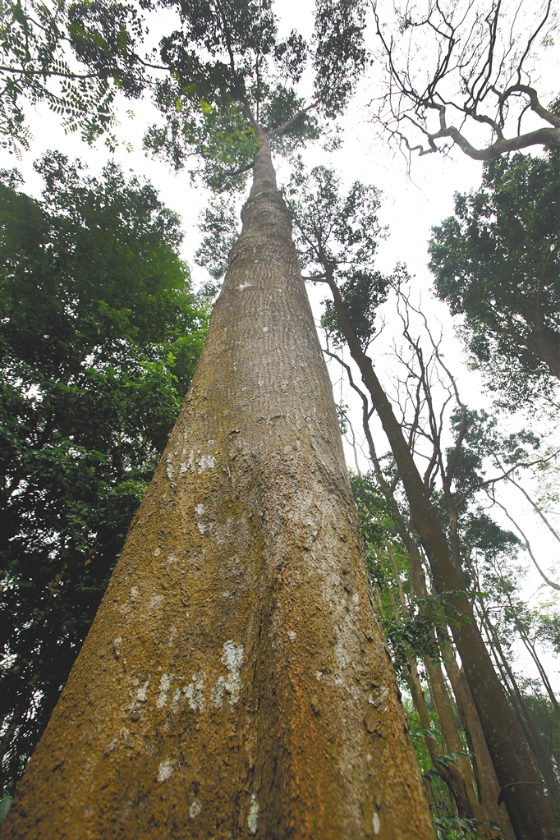 250+ Hainan Tropical Rainforest species now fully protected - Focus on ...