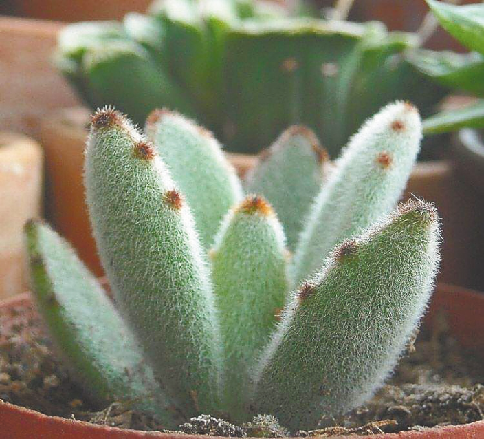 Year of the Rabbit Plants and Flowers - NihaoHainan - hiHainan