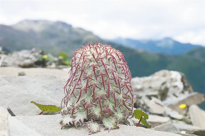 Year of the Rabbit Plants and Flowers - NihaoHainan - hiHainan