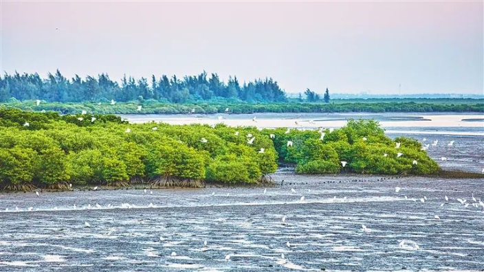 Hainan continues restoration of coastal marine environment - Focus on ...