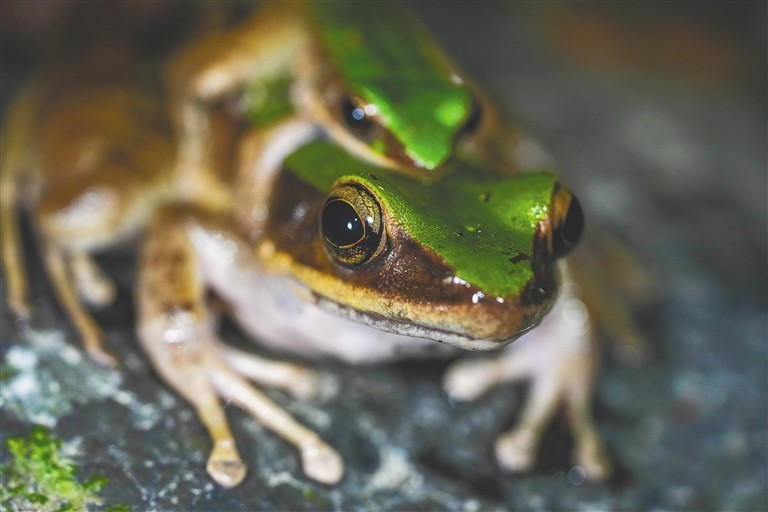 Hainan's rainforest creatures - Focus on Hainan - hiHainan