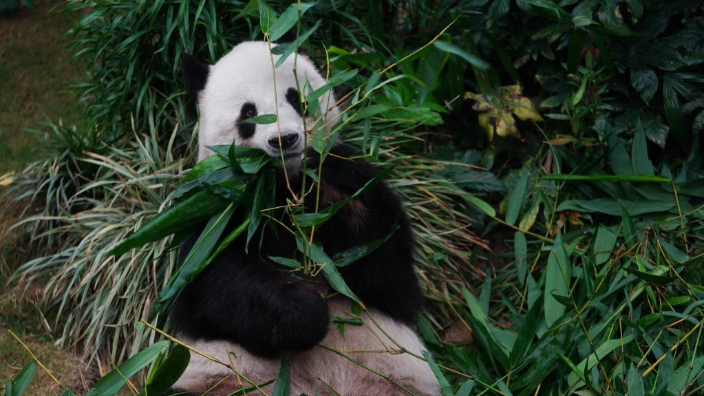 Giant pandas enjoy colorful life with their "human family" in Hong Kong ...
