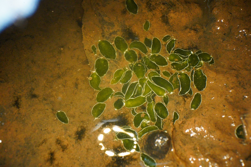 Two new species of photosynthetic sea slugs found in Hainan - Focus on ...