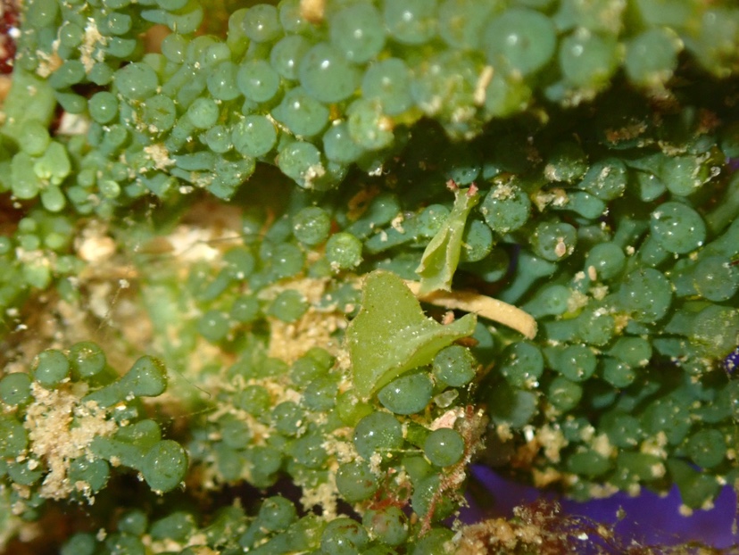 Two new species of photosynthetic sea slugs found in Hainan - Focus on ...