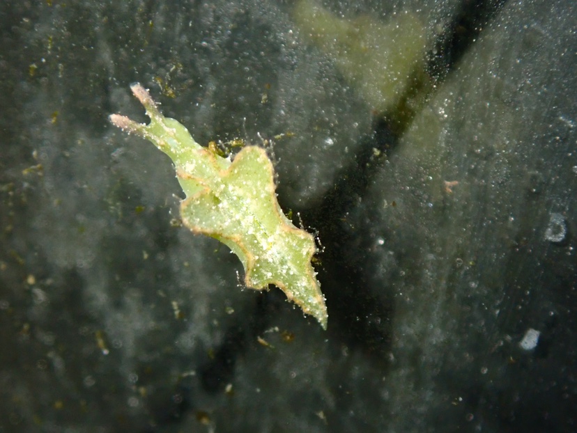 Two new species of photosynthetic sea slugs found in Hainan - Focus on ...