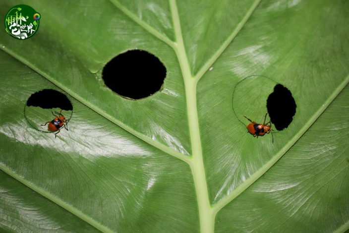Circular bite marks mar toxic leaves in Hainan's rainforest - Focus on ...