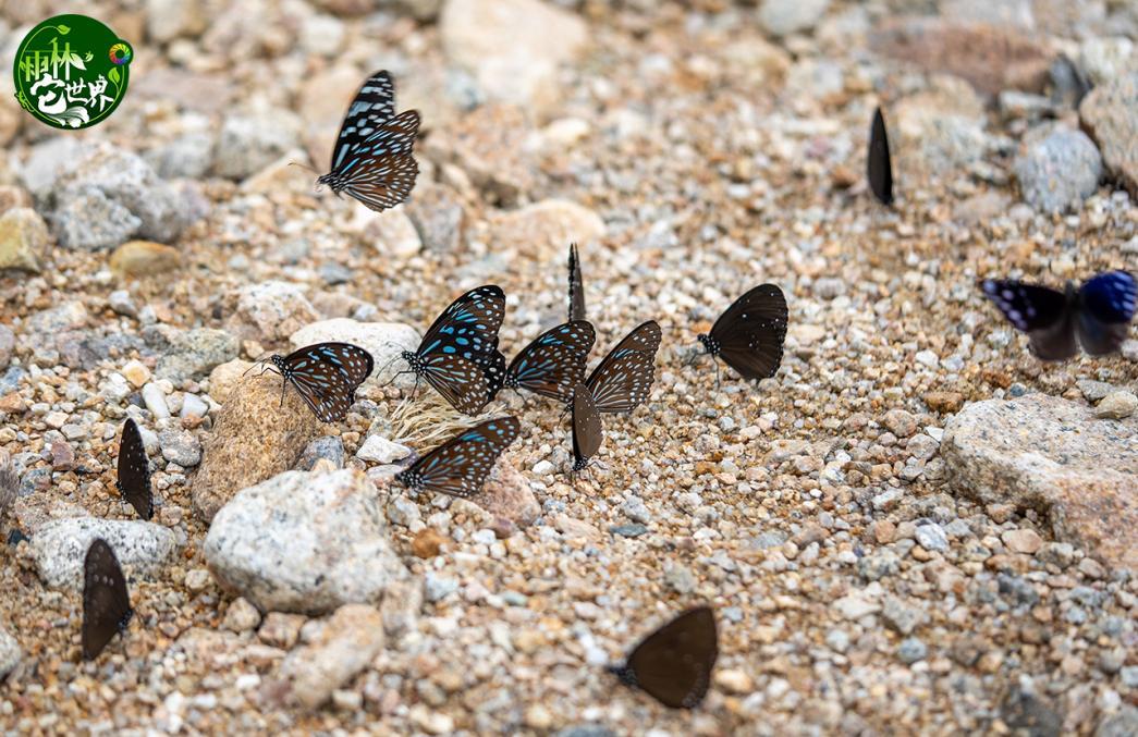 Fluttering butterflies enjoy a big meal in Hainan's rainforests - Focus ...