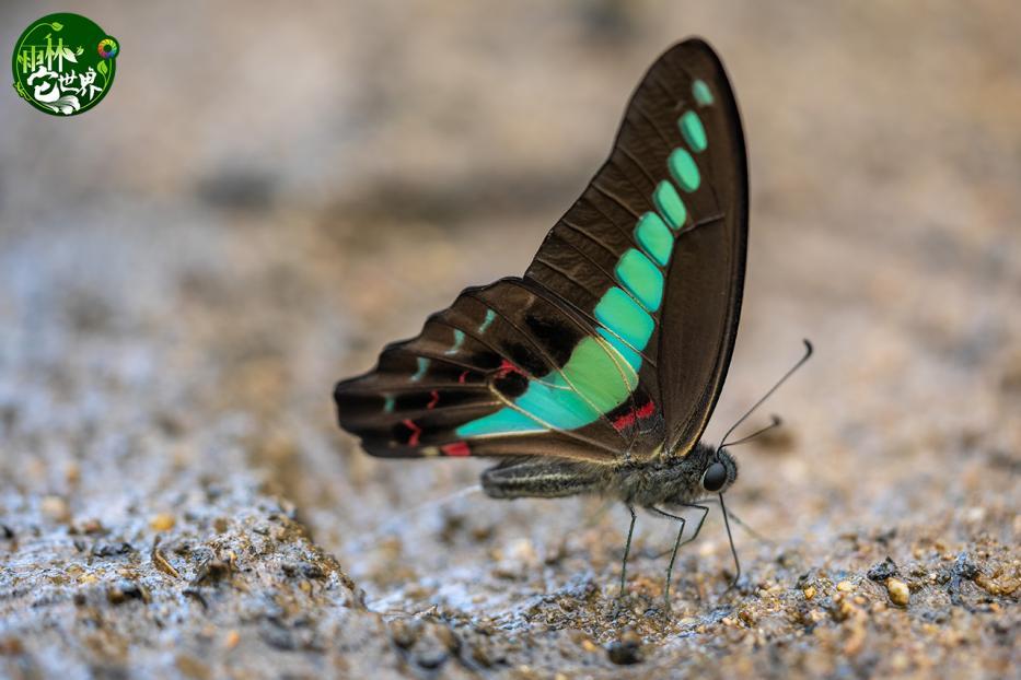 Fluttering butterflies enjoy a big meal in Hainan's rainforests - Focus ...