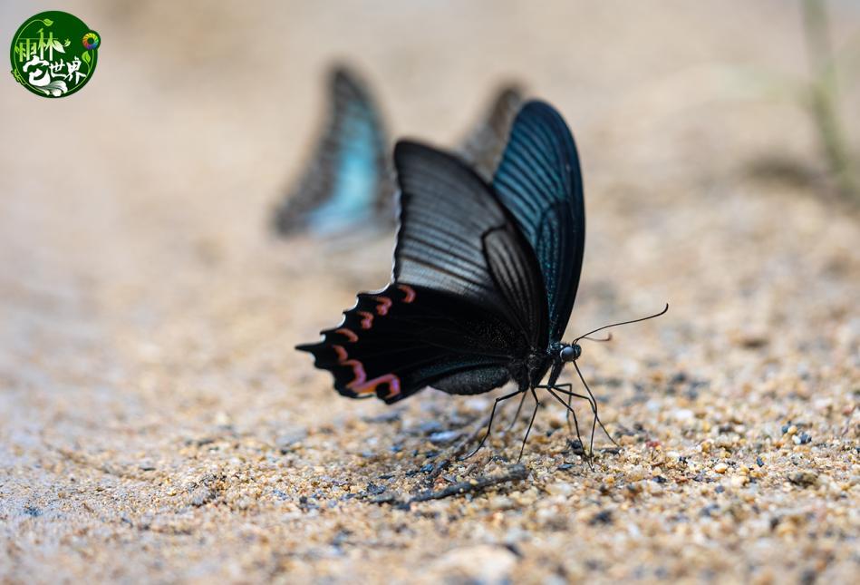 Fluttering butterflies enjoy a big meal in Hainan's rainforests - Focus ...