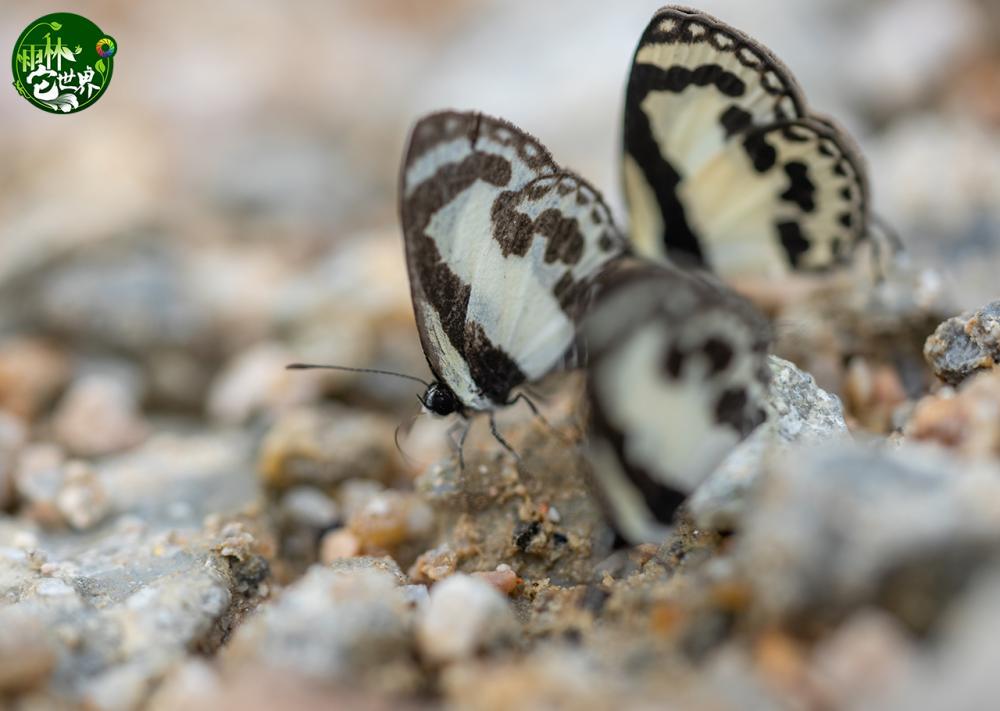 Fluttering butterflies enjoy a big meal in Hainan's rainforests - Focus ...