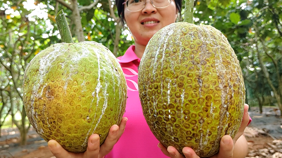 Fruit or Grain? Discover a Kind of "Bread" That Grows on Trees - Focus ...
