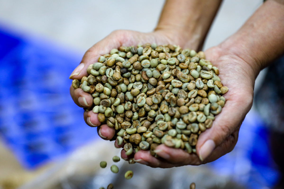 2023 Hainan Free Trade Port Coffee Culture Festival opens July 29 ...