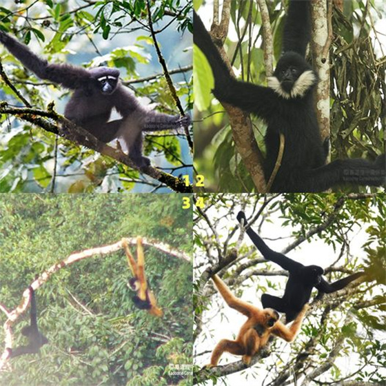 Interesting facts about Hainan National Tropical Rainforest Park ...