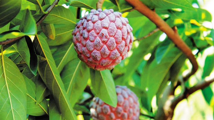 Purple Custard Apple trees bear fruit in Sanya - Focus on Hainan - hiHainan