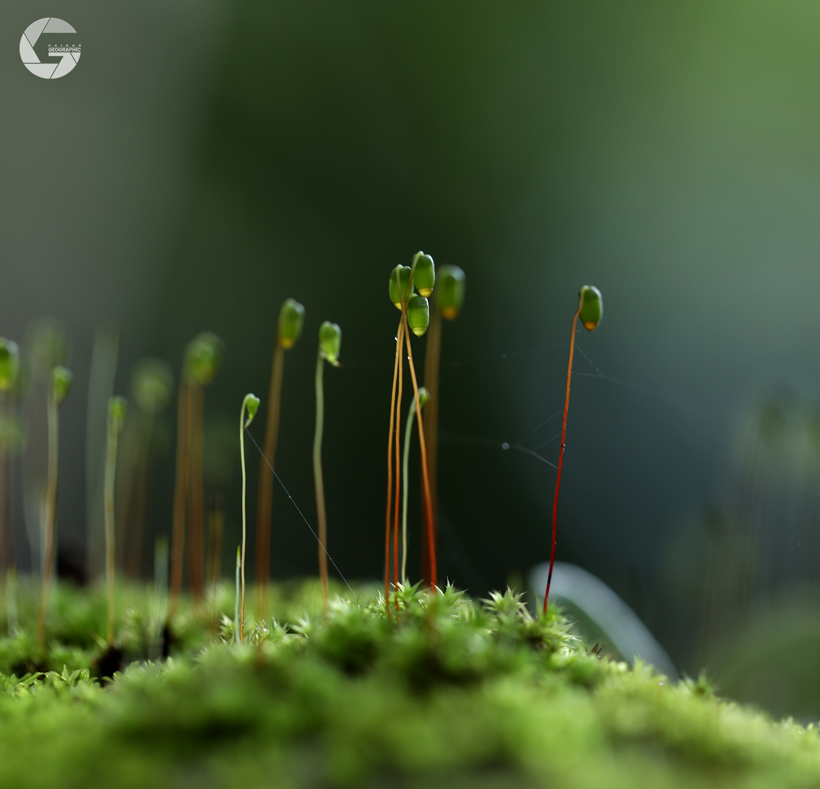 Moss sprouts from the rock’s surface on Diaoluo Mountain in Hainan ...