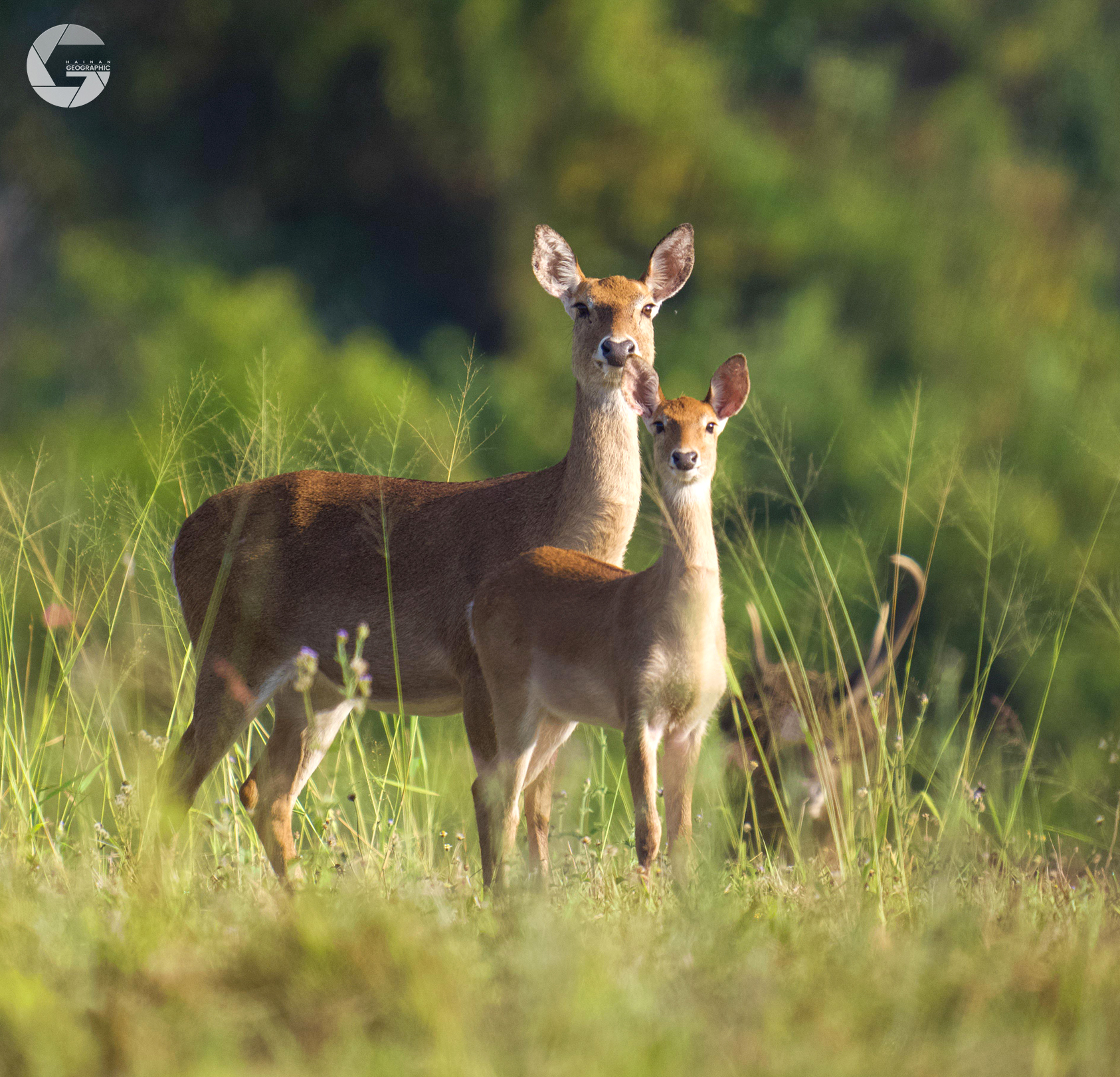 A Hainan Eld’s deer doe and her fawn stare right into the lens at ...