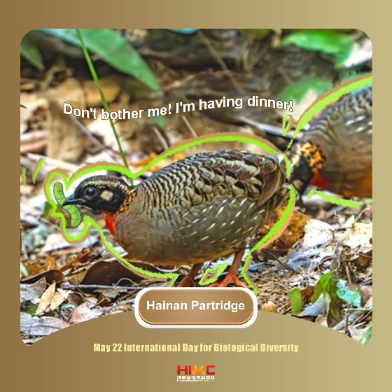 Biodiverse Hainan - Focus on Hainan - hiHainan