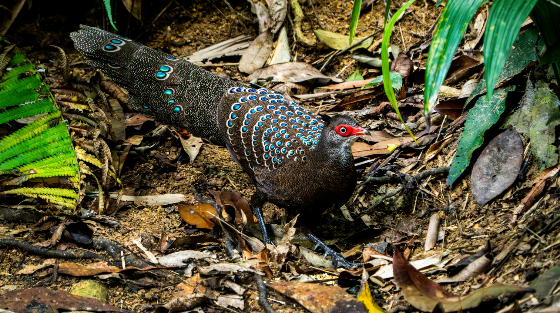 From the Jungle: Hainan's Tropical Rainforest Creatures - Focus on ...