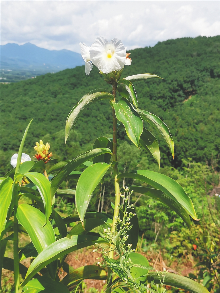 Leigong Crepe Ginger Shoots: A Hearty Homage to the Thunder God - Focus ...
