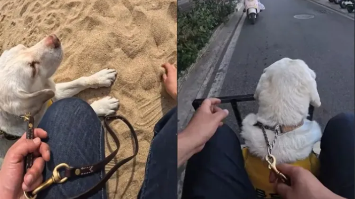 Blind vlogger and guide dog feel the warmth of a Sanya welcome - Focus ...